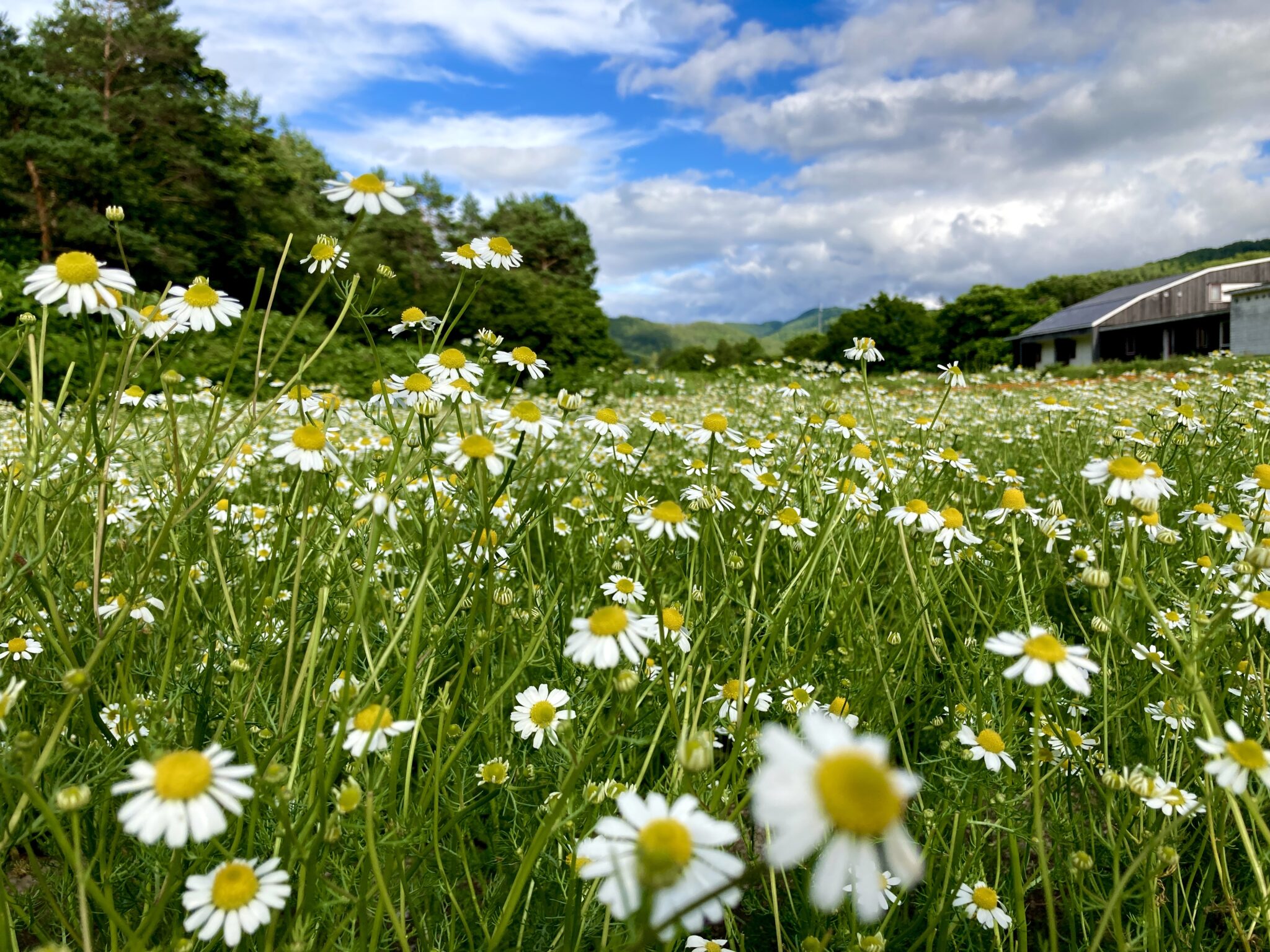 SORRY KOUBOU - しもかわ観光協会